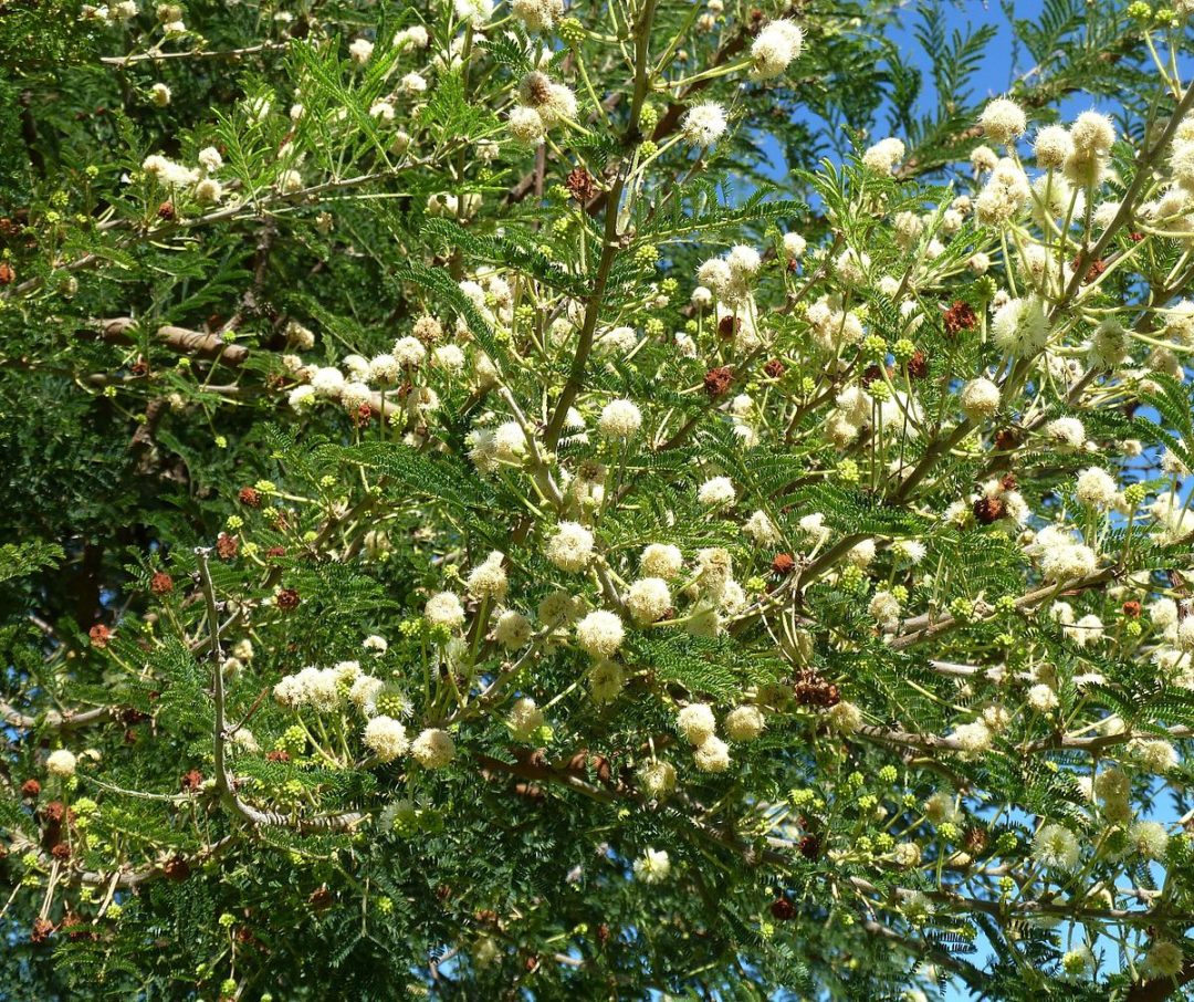 السنط الورقي Acacia gerrardii | شركة 29 العالمية