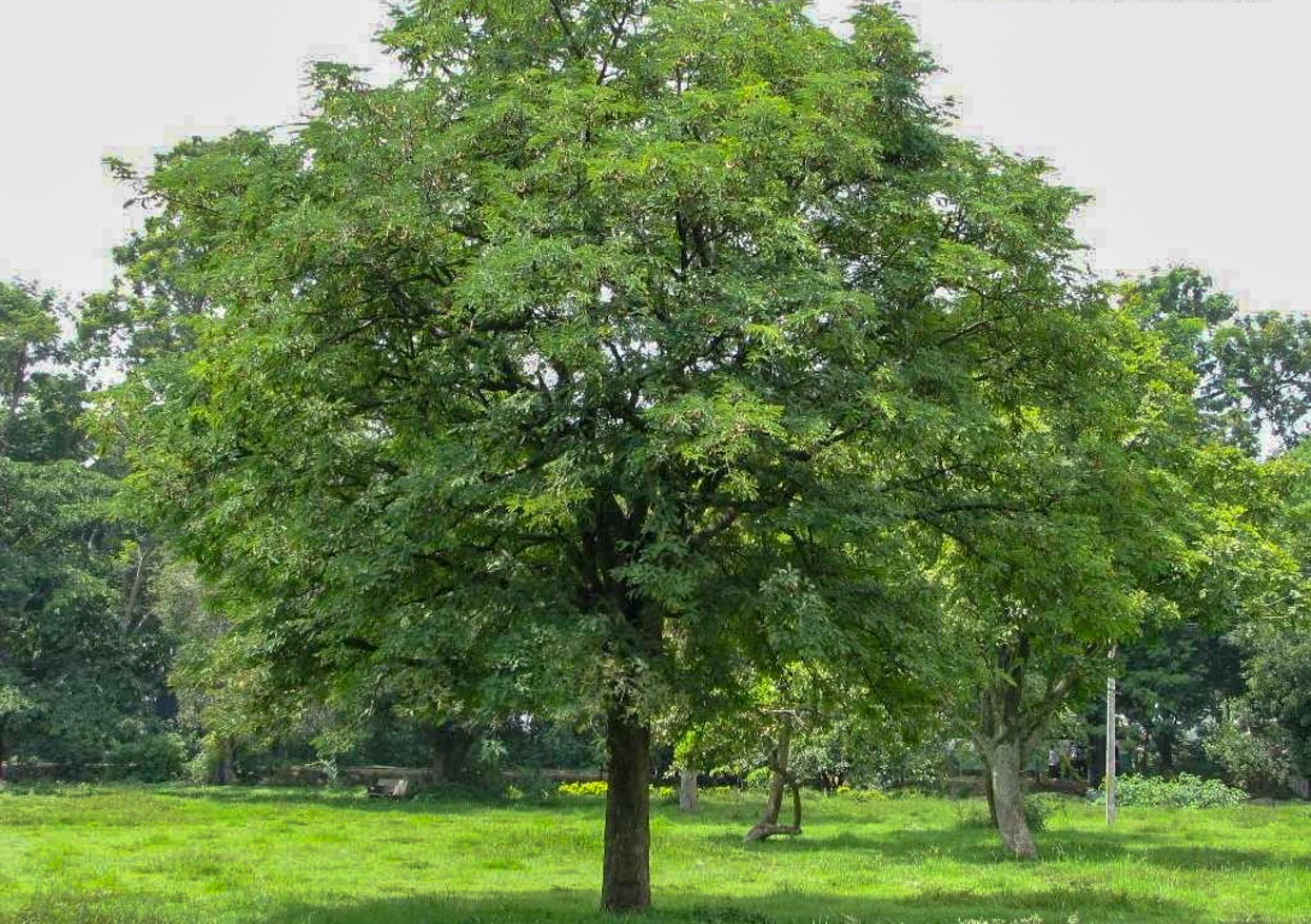 شجر التمر الهندي Tamarindus indica | شركة 29 العالمية