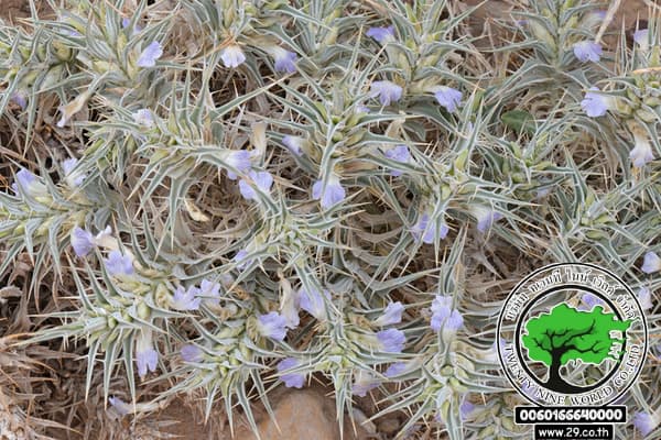 شوك الضب Blepharis ciliaris | شركة 29 العالمية