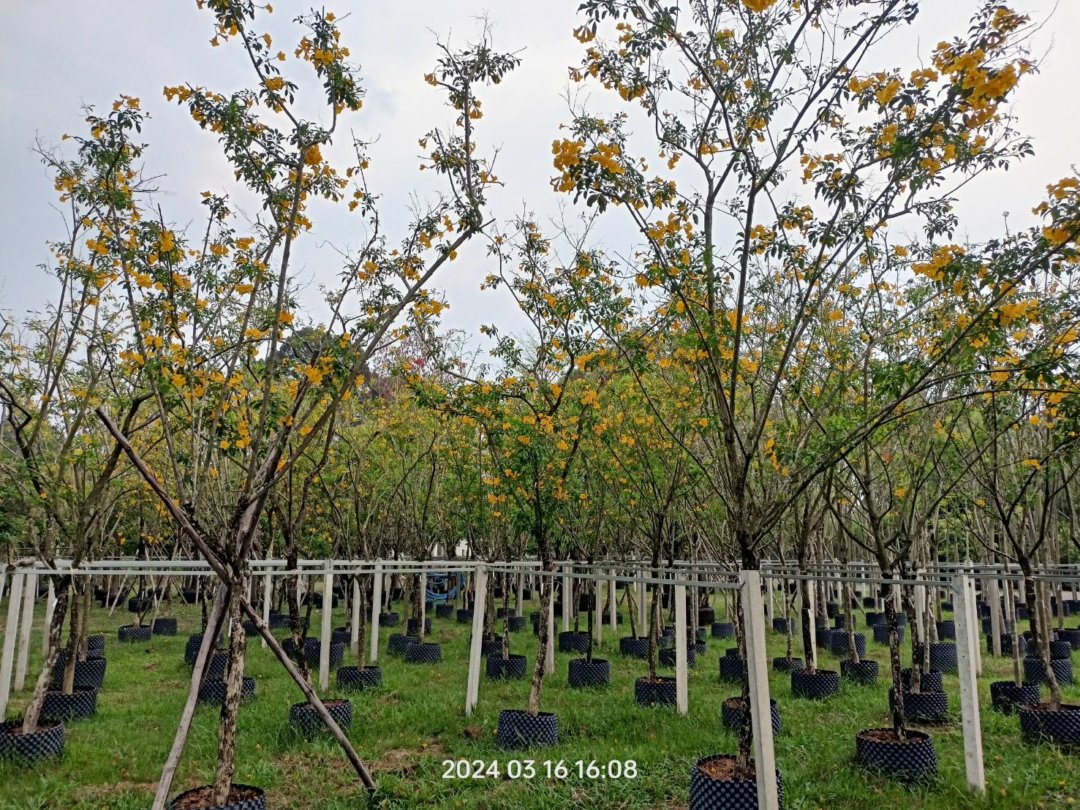 شجرة التيكوما Tecoma Stans | شركة 29 العالمية