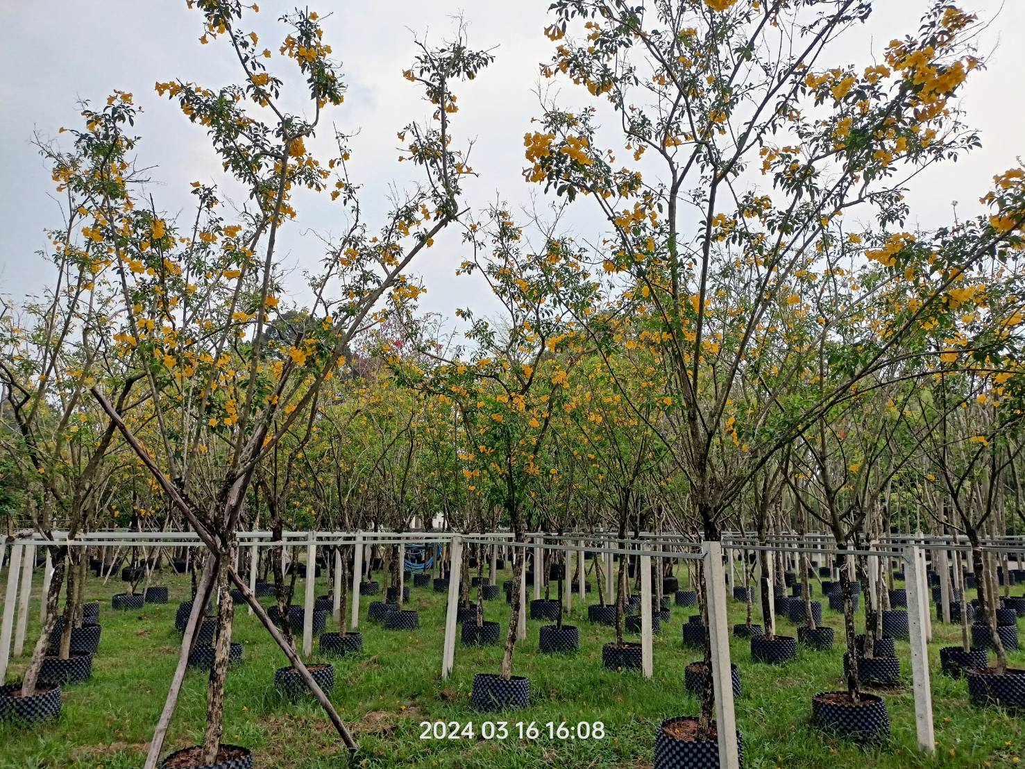 شجرة التيكوما Tecoma Stans | شركة 29 العالمية